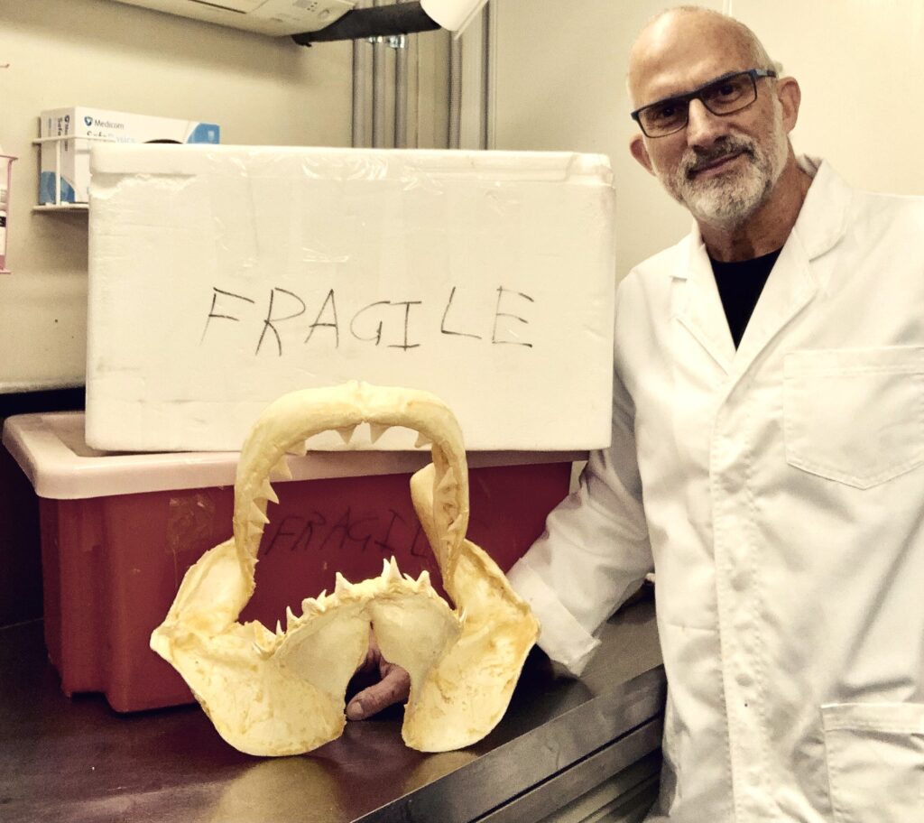 Shark specimens from Griffith University in Southport, QLD - Deep Blue ...